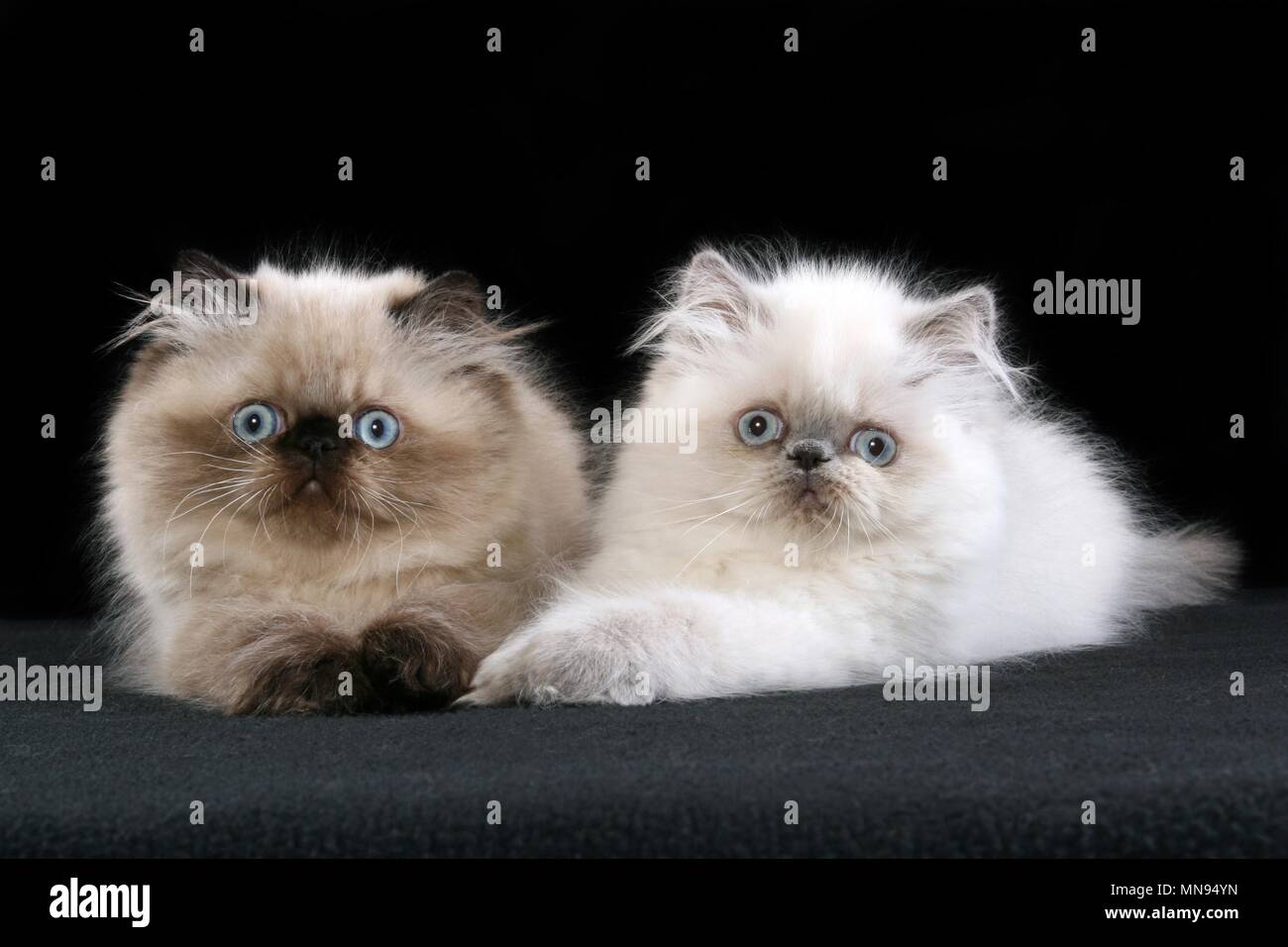 Perser Colourpoint Kitten Stock Photo - Alamy