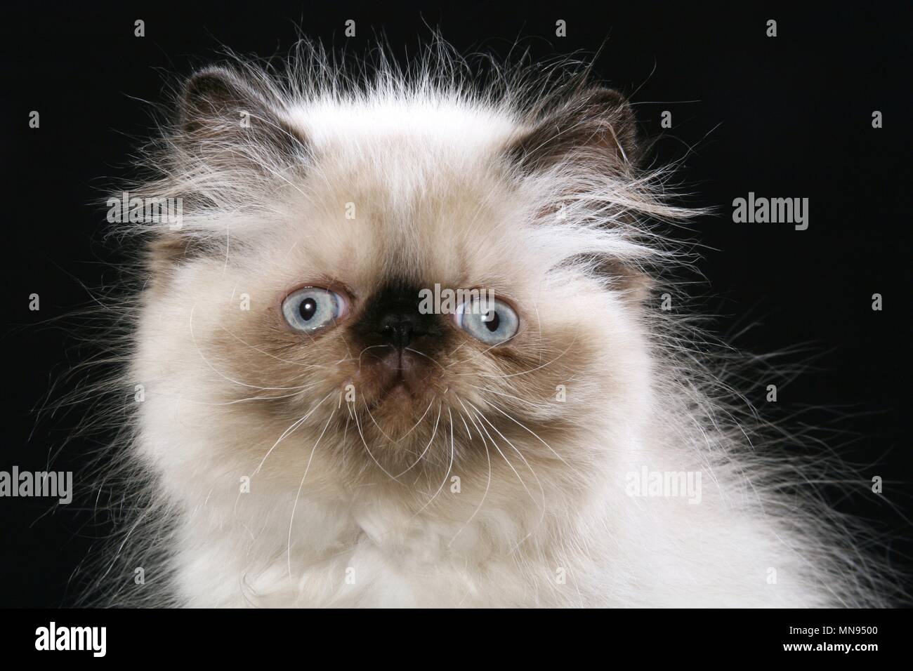 Perser Colourpoint Kitten Stock Photo - Alamy