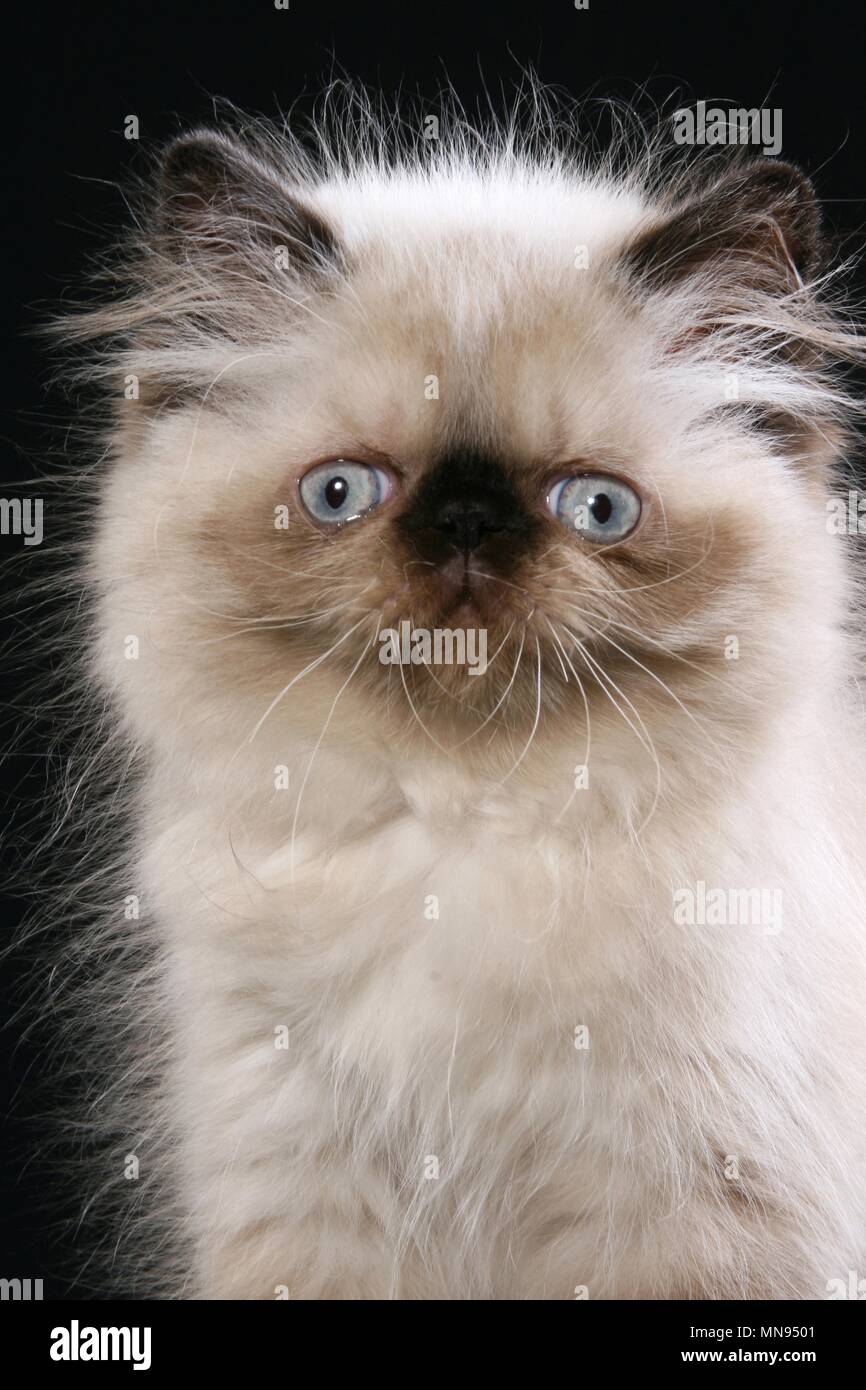 Perser Colourpoint Kitten Stock Photo - Alamy