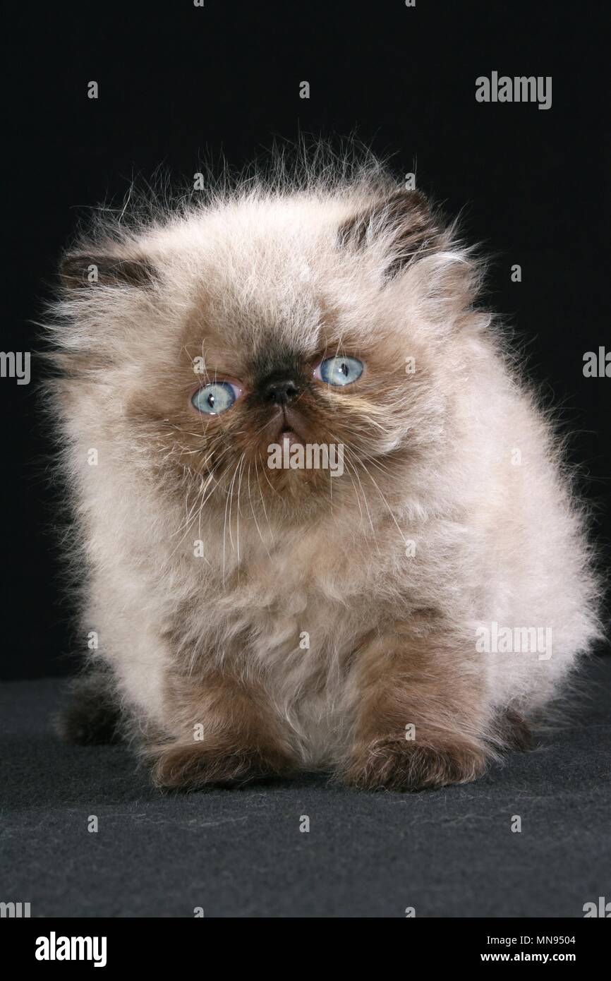 Perser Colourpoint Kitten Stock Photo - Alamy