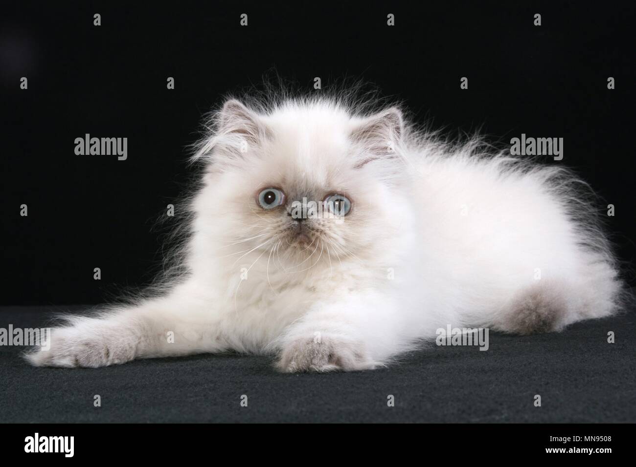 Perser Colourpoint Kitten Stock Photo - Alamy