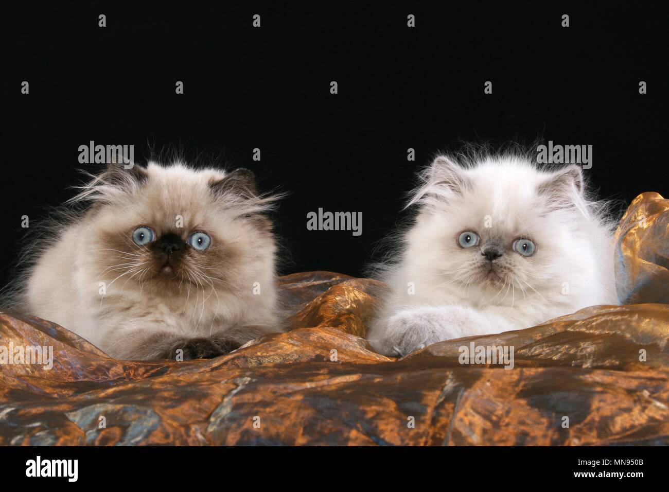 Perser Colourpoint Kitten Stock Photo - Alamy