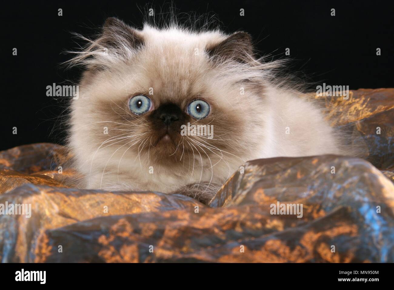 Perser Colourpoint Kitten Stock Photo - Alamy