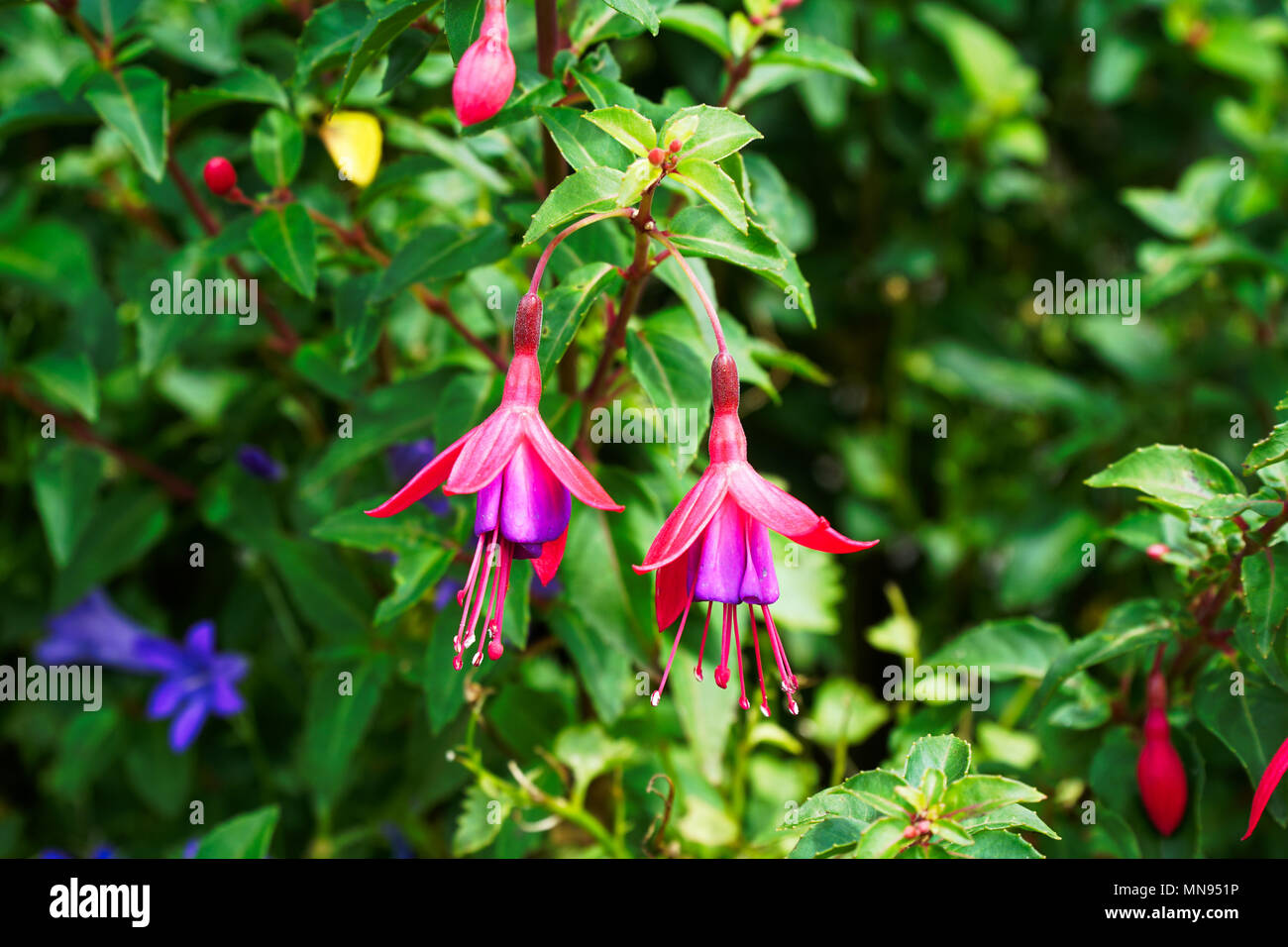 Fuchsia flower heads hi-res stock photography and images - Alamy