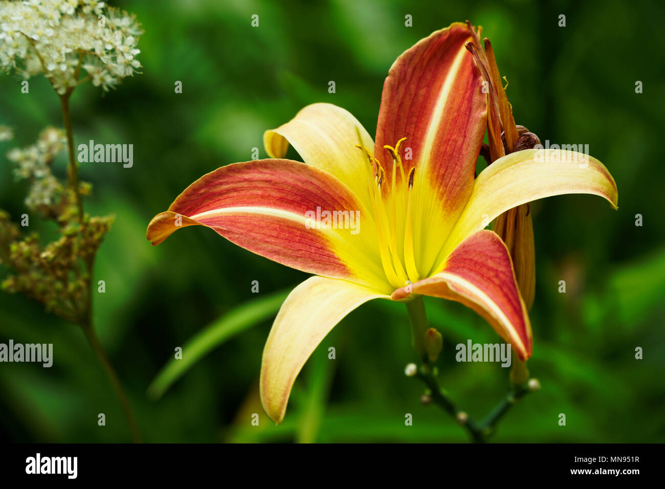 Red & Yellow Lily Closeup / Macro Stock Photo - Alamy