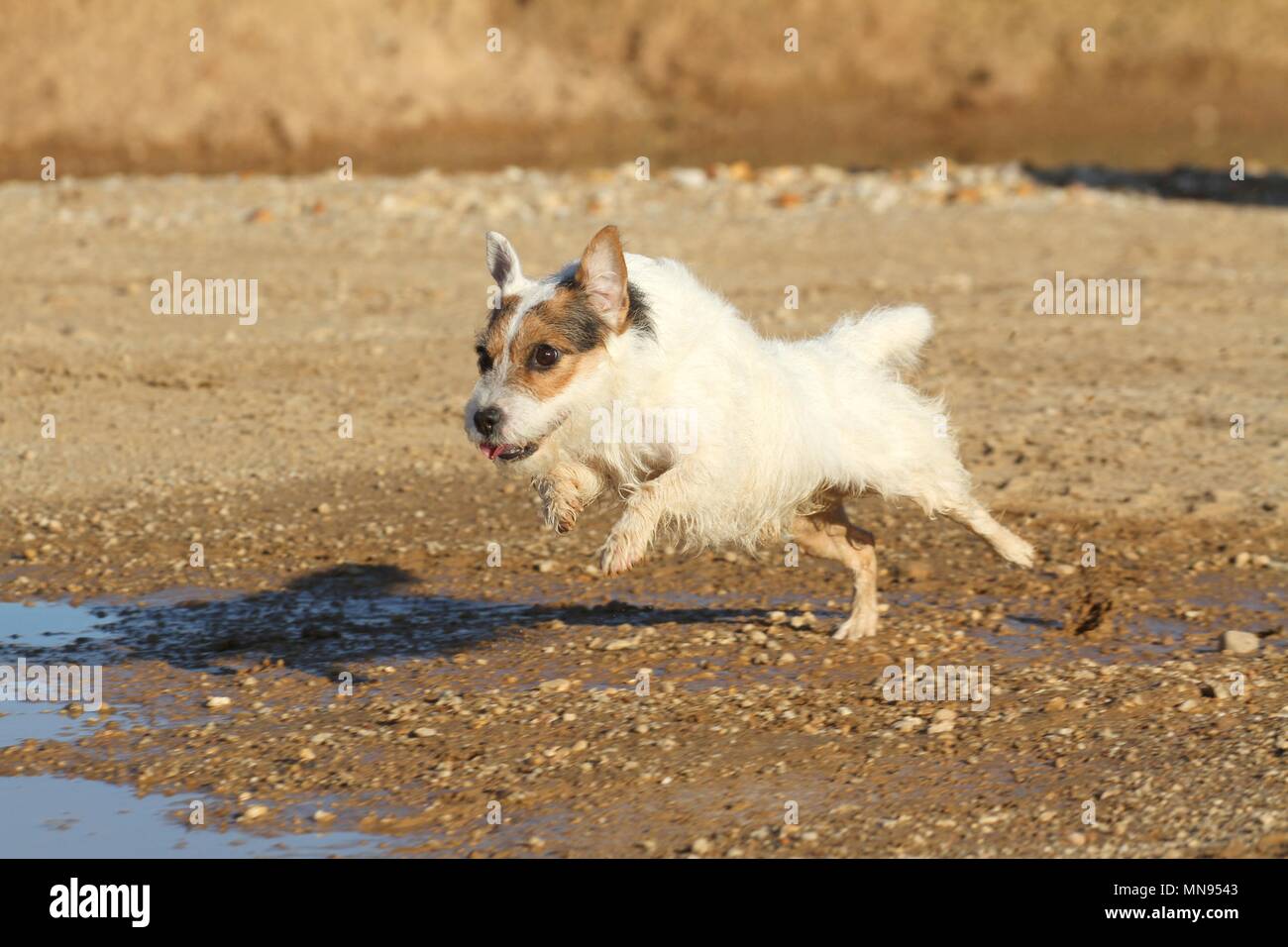running Parson Russell Terrier Stock Photo - Alamy