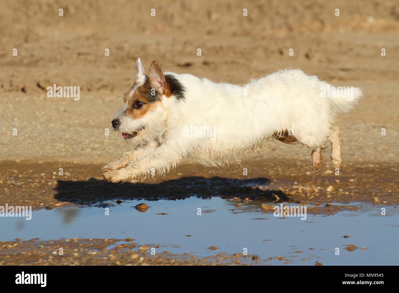 running Parson Russell Terrier Stock Photo - Alamy