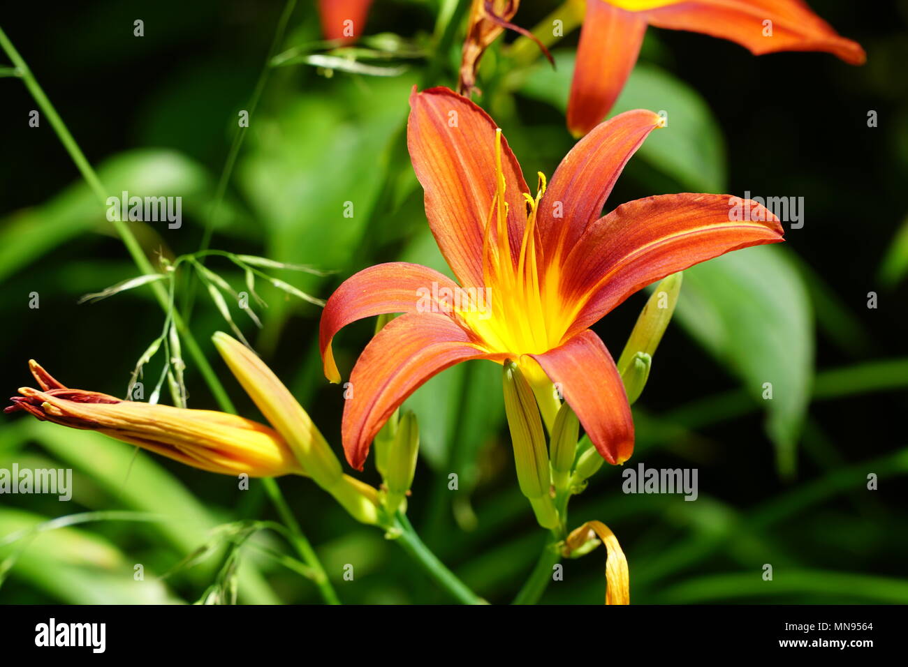 Lily macro hi-res stock photography and images - Alamy