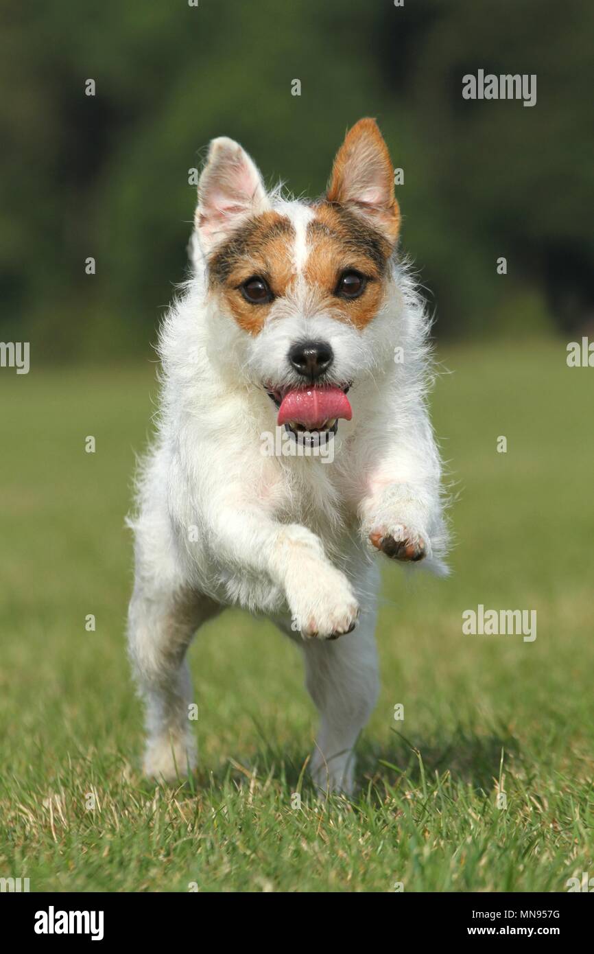 running Parson Russell Terrier Stock Photo - Alamy