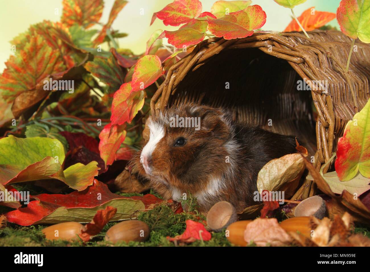 young Abyssinian guinea pig Stock Photo - Alamy