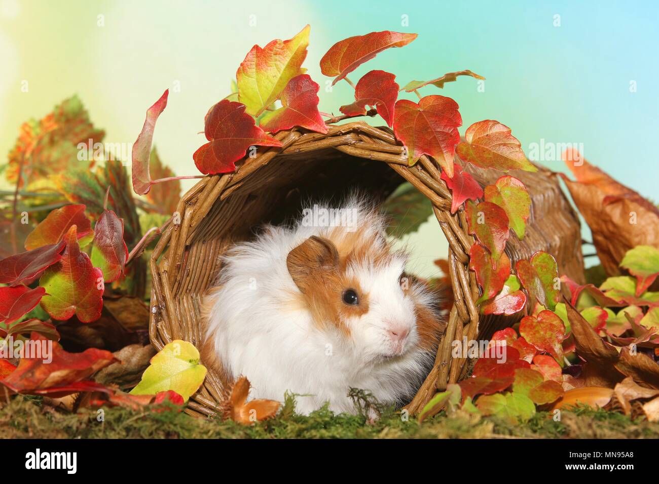 young angora guinea pig Stock Photo - Alamy