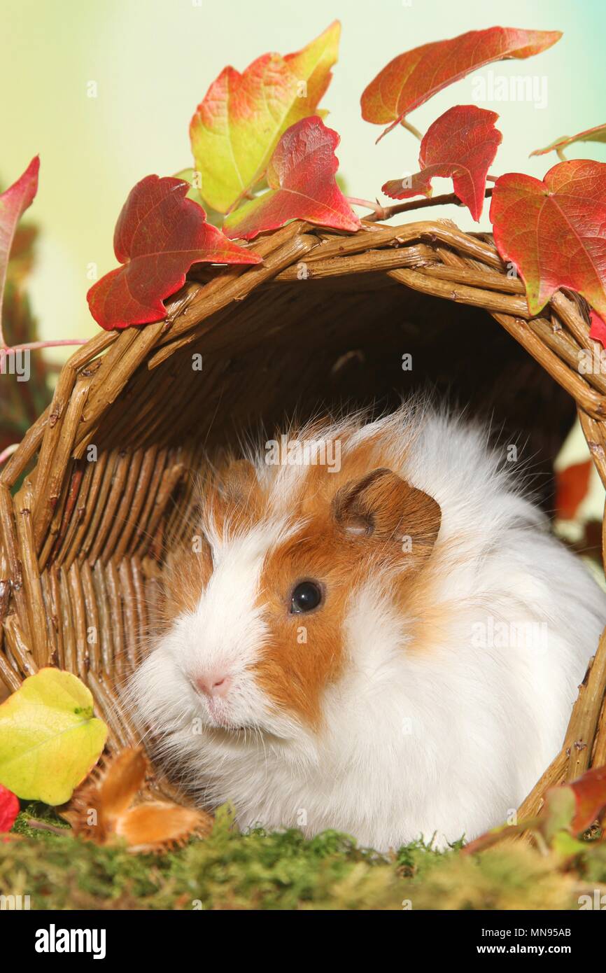 young angora guinea pig Stock Photo - Alamy