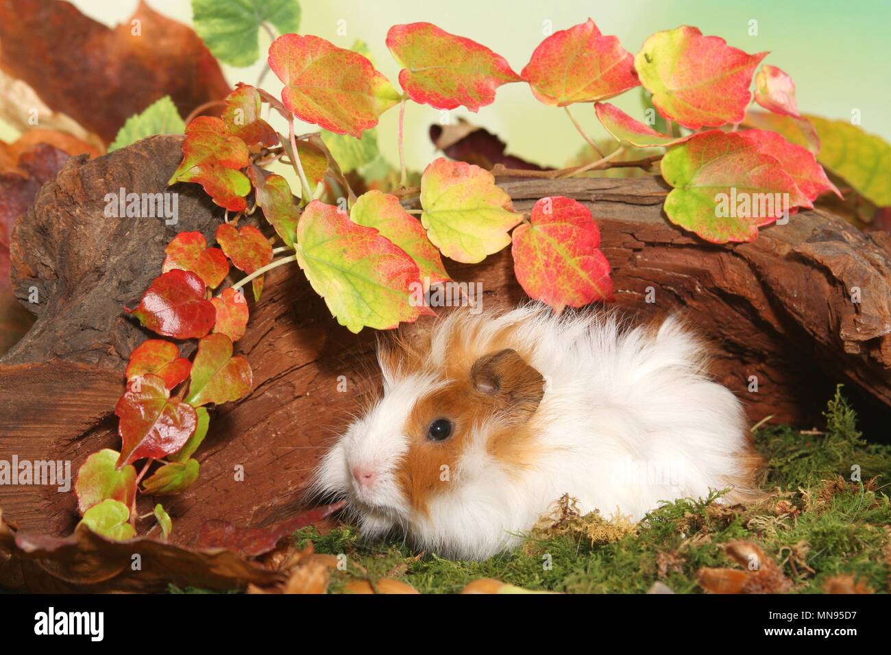 young angora guinea pig Stock Photo - Alamy