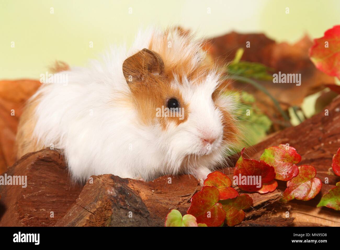 young angora guinea pig Stock Photo - Alamy