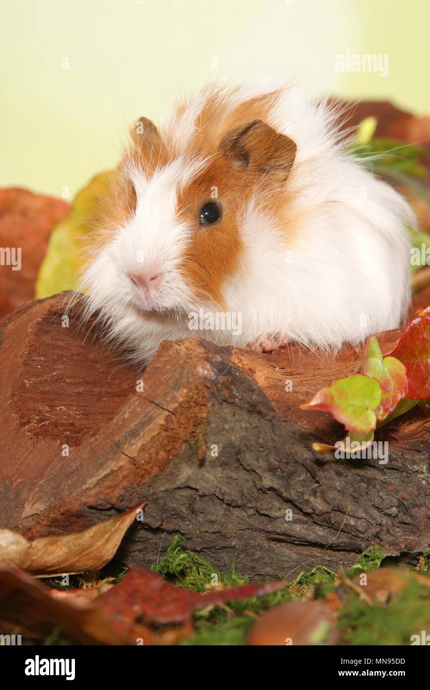 young angora guinea pig Stock Photo - Alamy