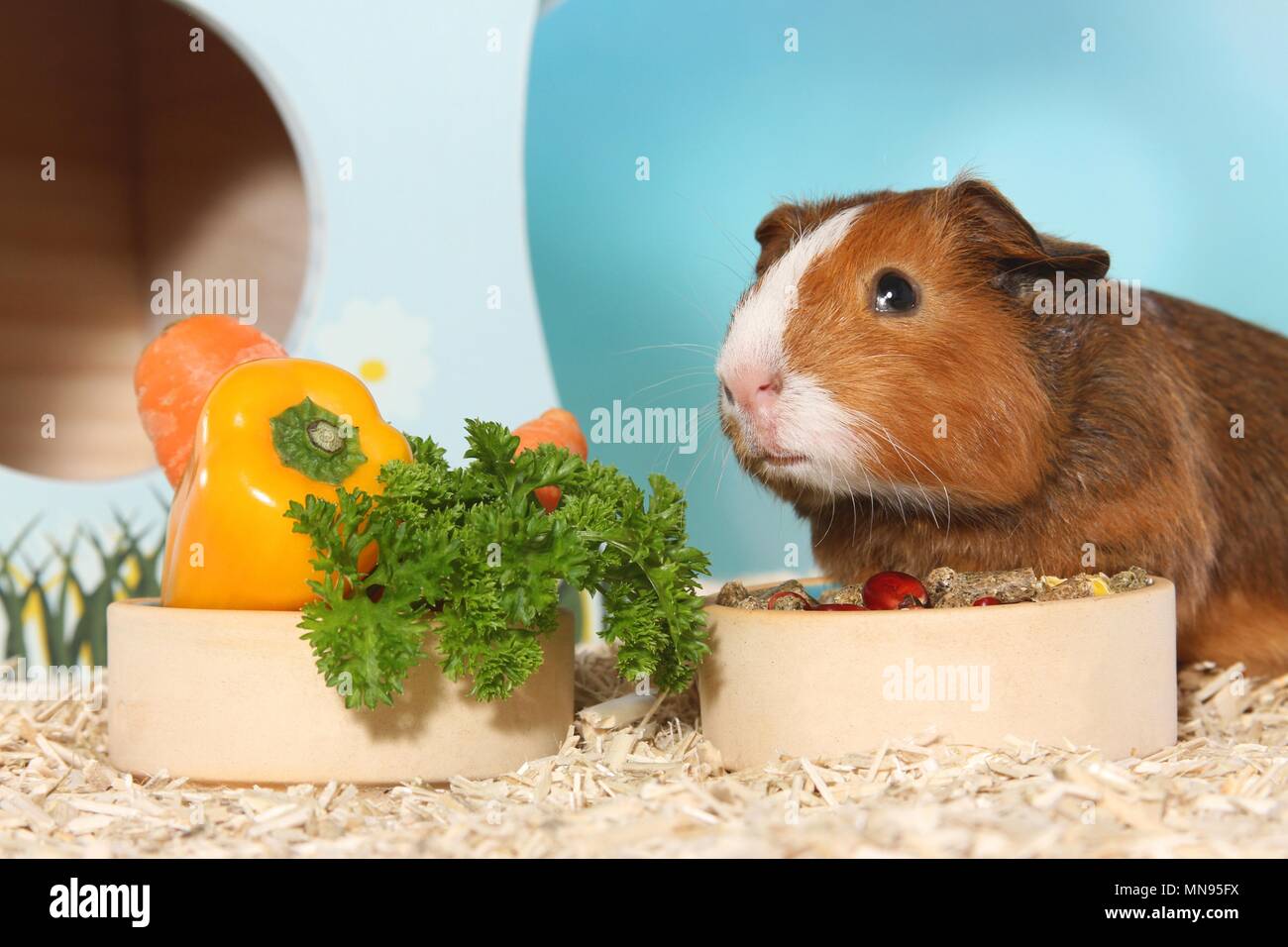 Smooth-haired Guinea Pig Stock Photo - Alamy