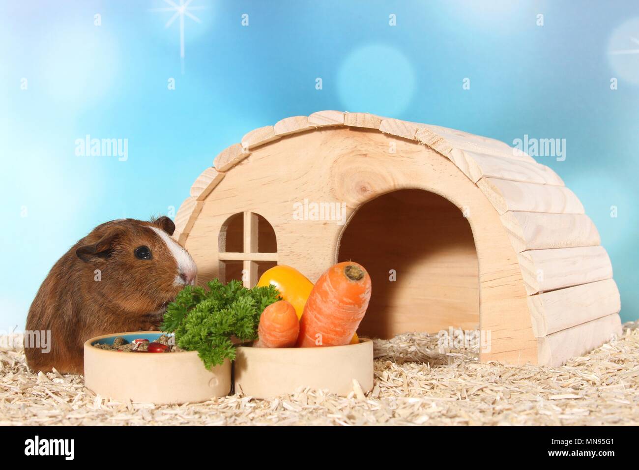 Smooth-haired Guinea Pig Stock Photo - Alamy