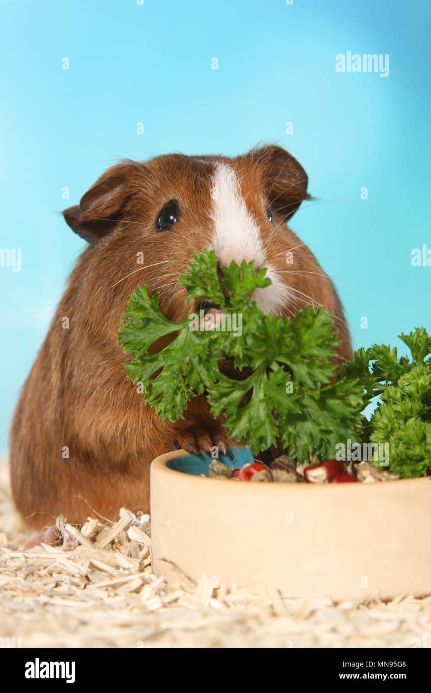 Smooth-haired Guinea Pig Stock Photo - Alamy