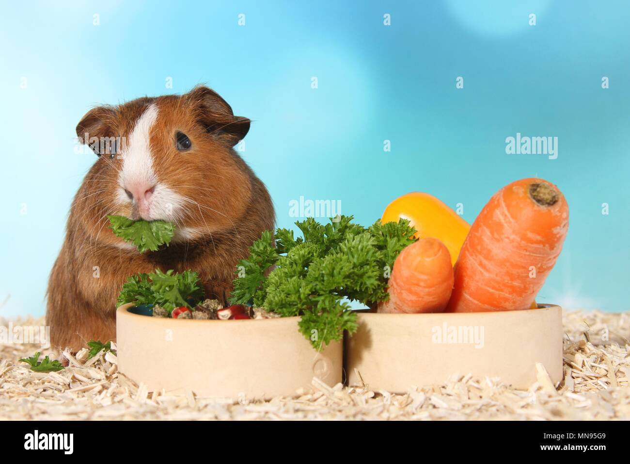 Smooth-haired Guinea Pig Stock Photo - Alamy