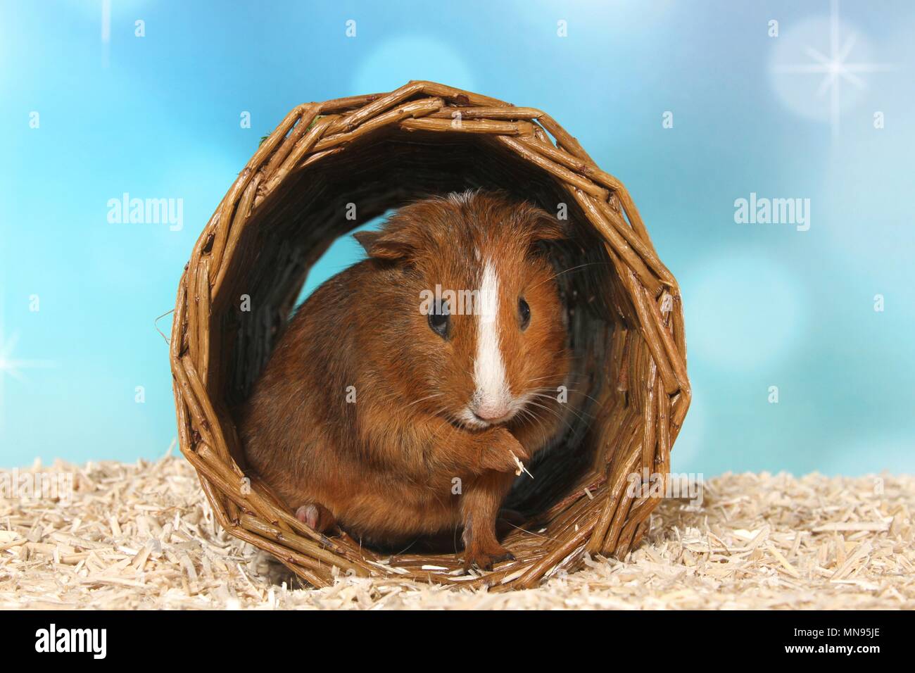 Smooth and sleek hi-res stock photography and images - Alamy