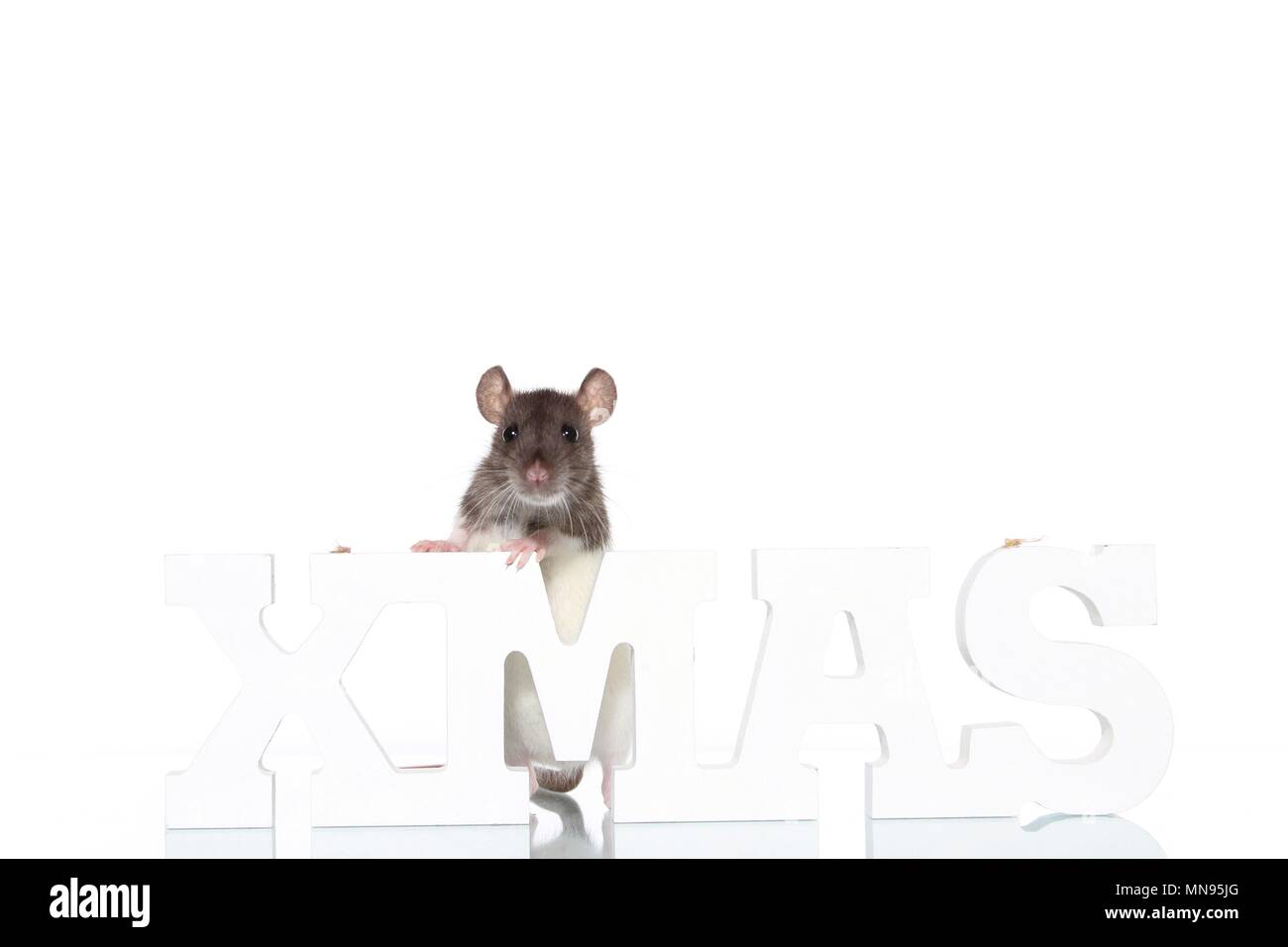 Rat cut out christmas hi-res stock photography and images - Alamy