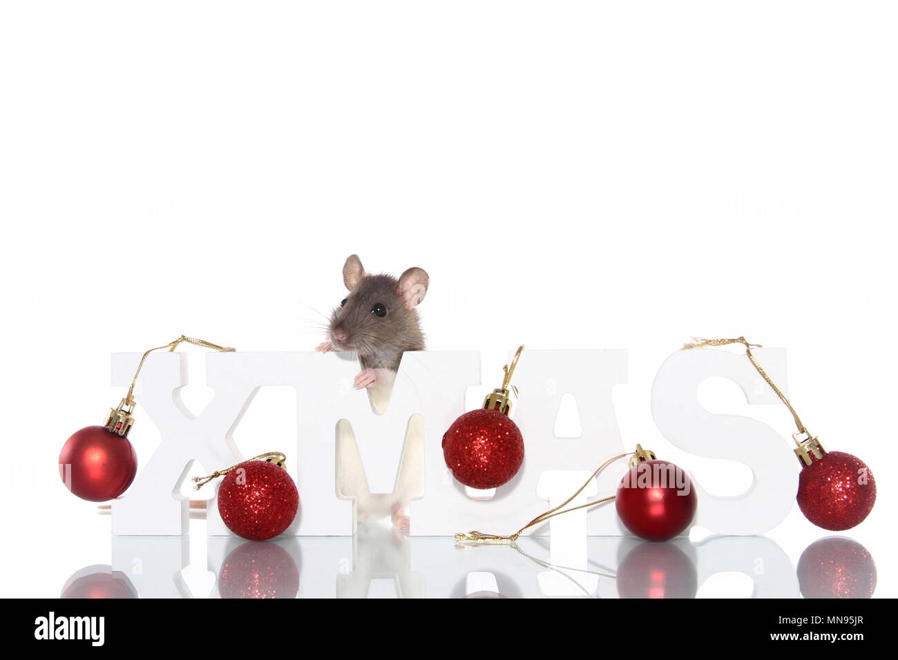 Rat cut out christmas hi-res stock photography and images - Alamy