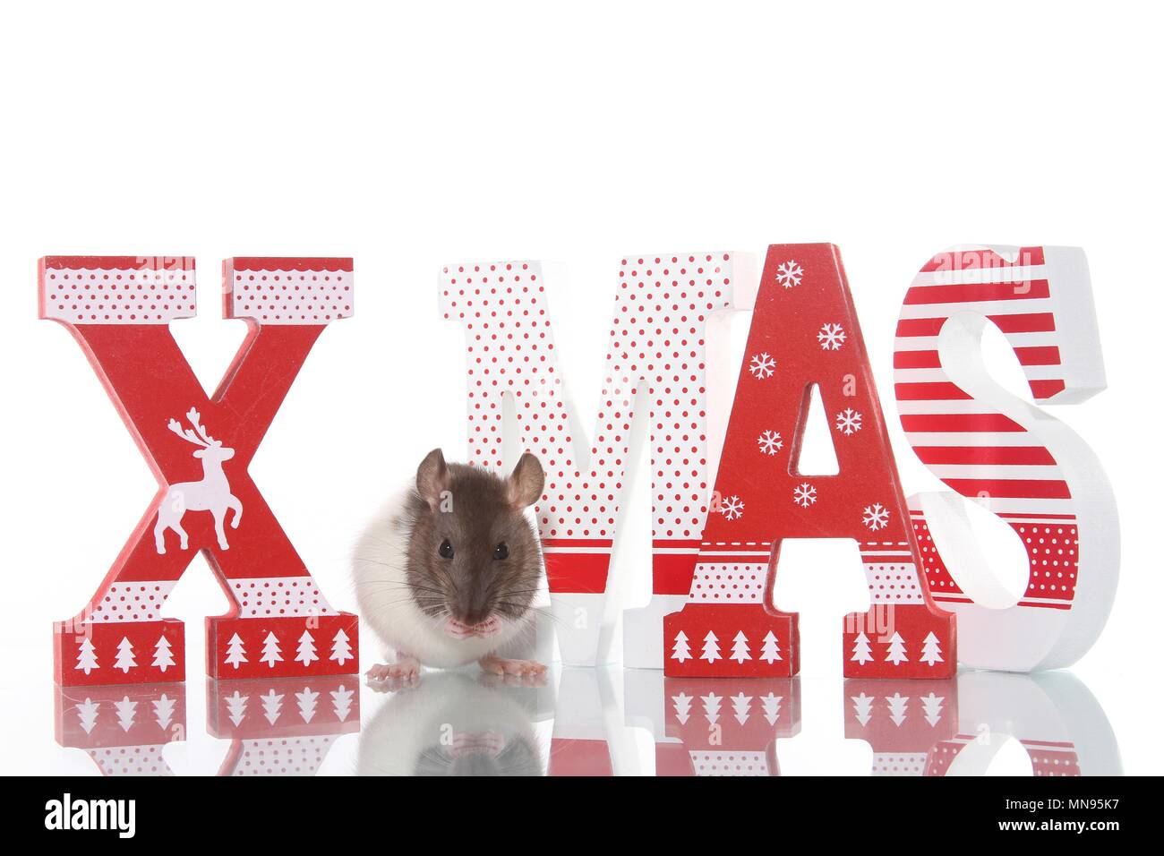 Rat eating cookies hi-res stock photography and images - Alamy