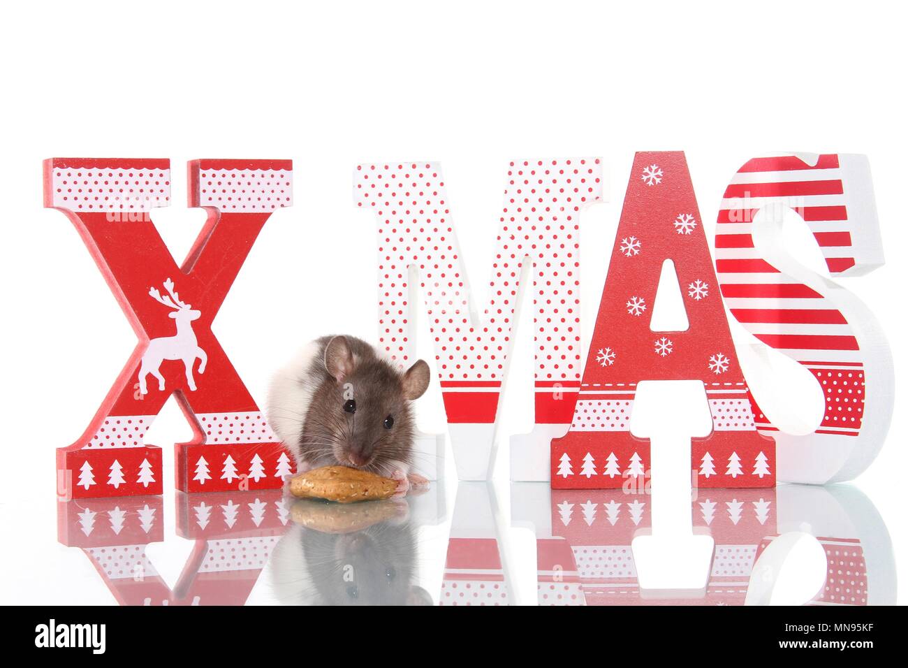 Rat eating cookies hi-res stock photography and images - Alamy