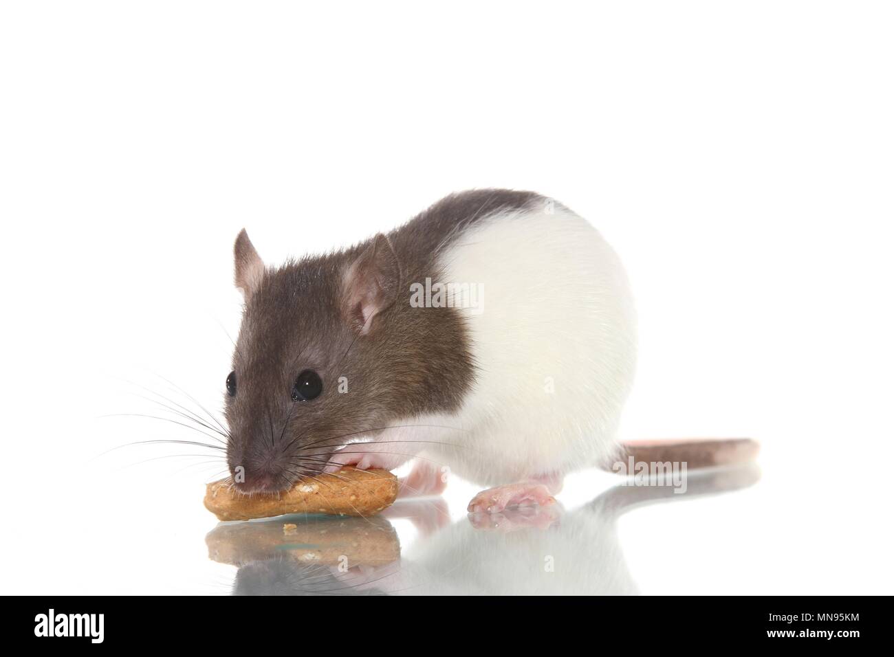 Fancy foods hi-res stock photography and images - Alamy