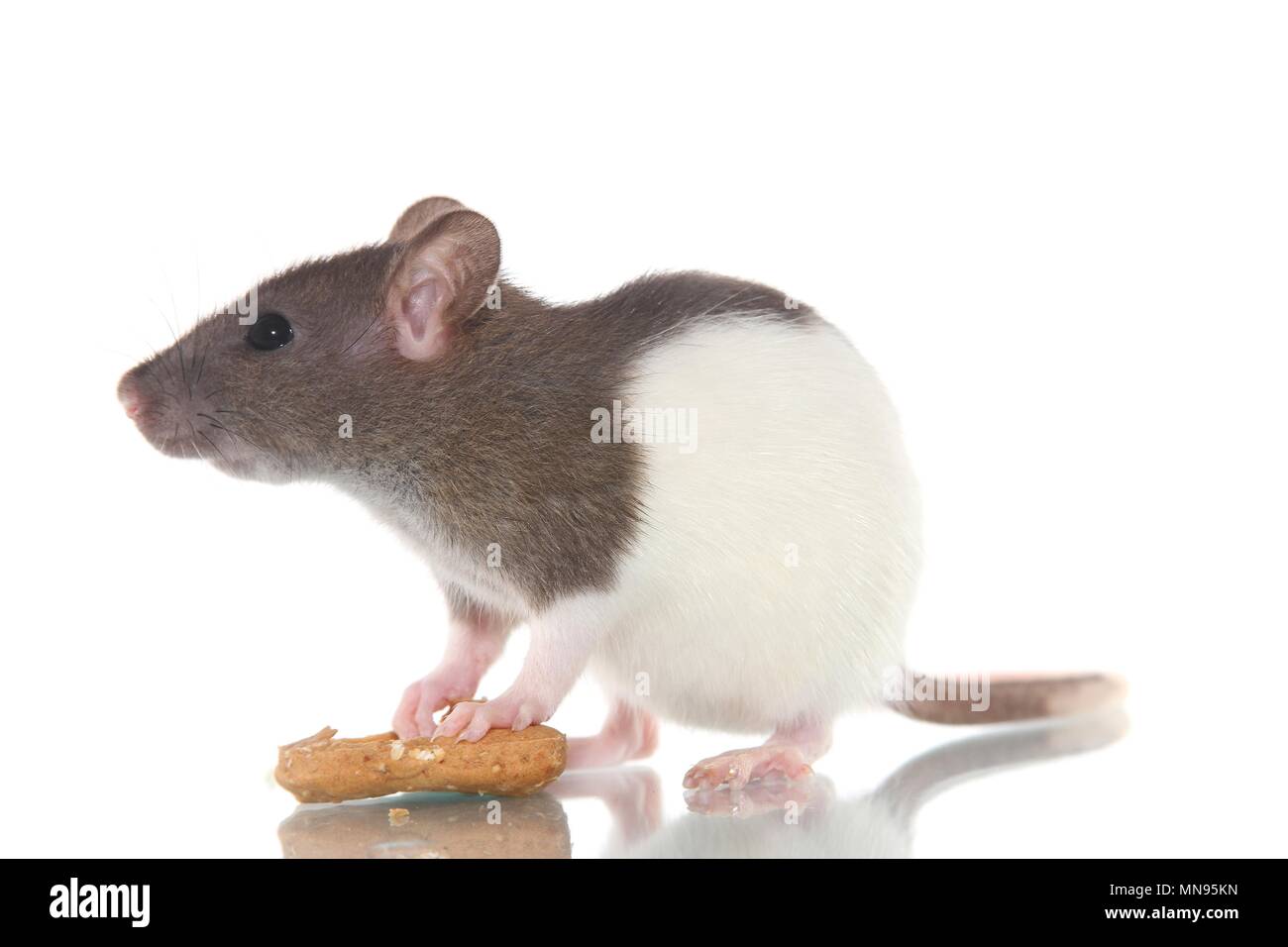 Fancy foods hi-res stock photography and images - Alamy