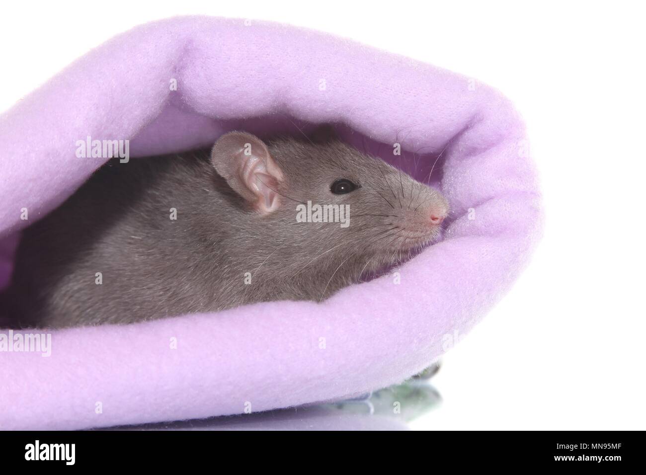 Rats cave hi-res stock photography and images - Alamy