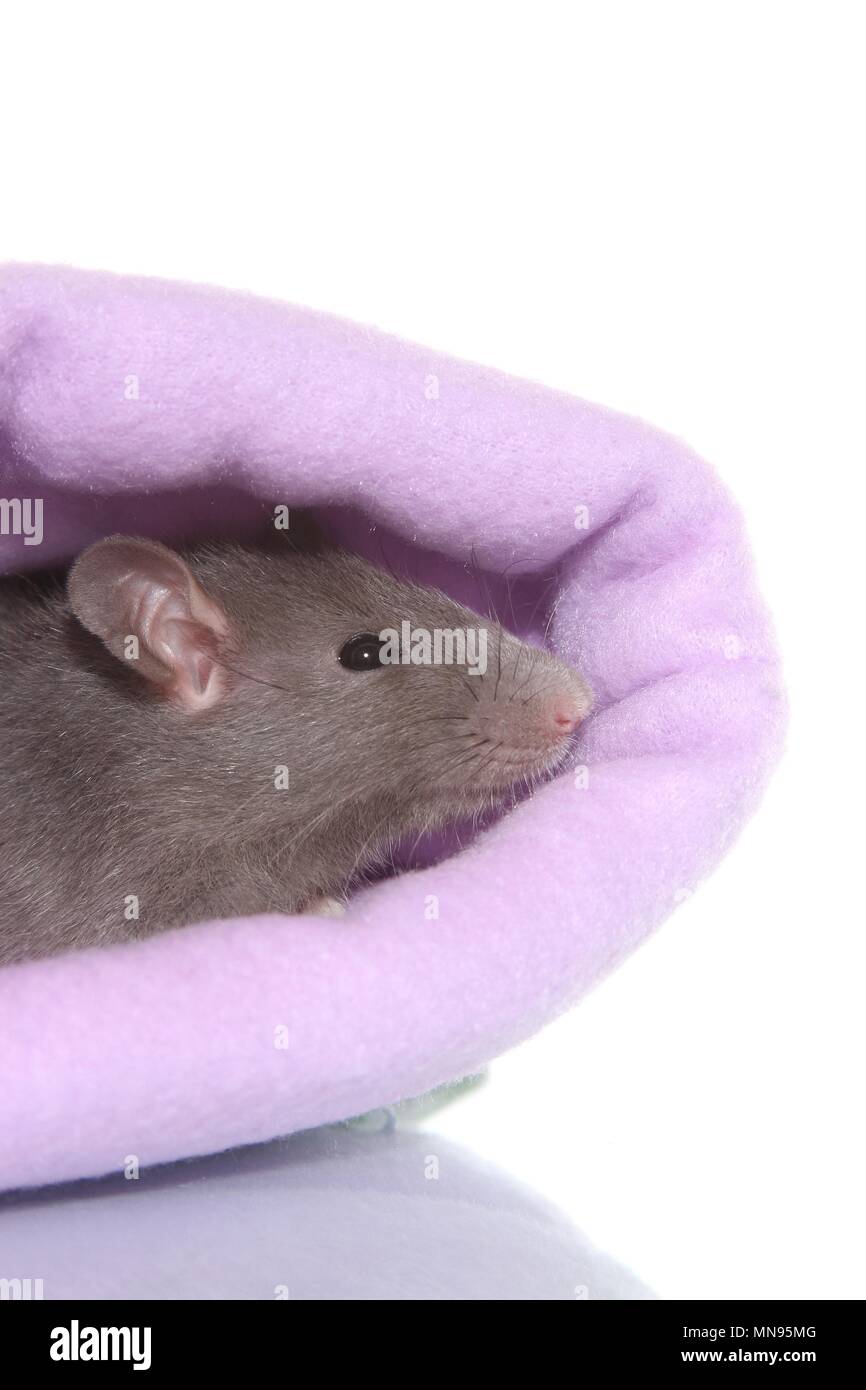 Bed rat hi-res stock photography and images - Alamy