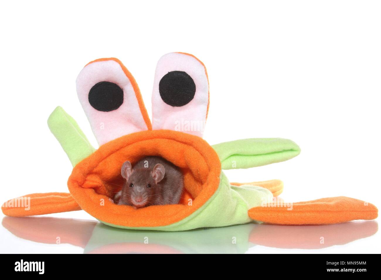 Rats cave hi-res stock photography and images - Alamy