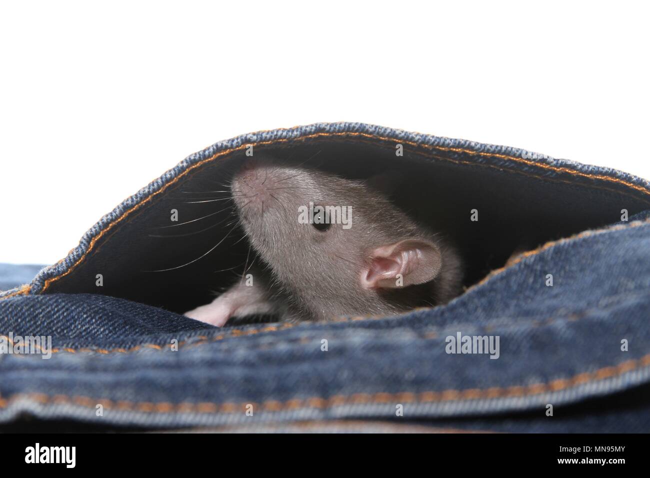 Sniffing ship hi-res stock photography and images - Alamy