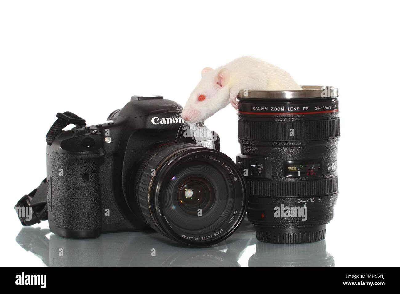 Albino White Domesticated Rats Rattus High Resolution Stock Photography ...