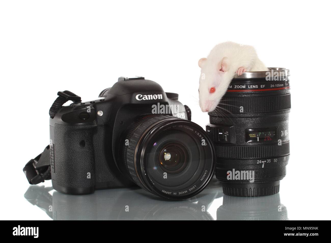 Albino White Domesticated Rats Rattus High Resolution Stock Photography ...