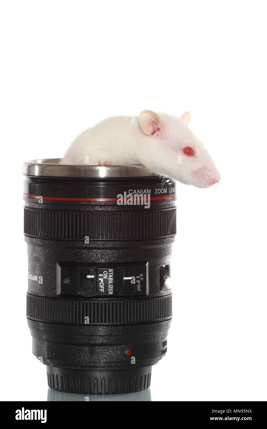 Rat head profile hi-res stock photography and images - Alamy