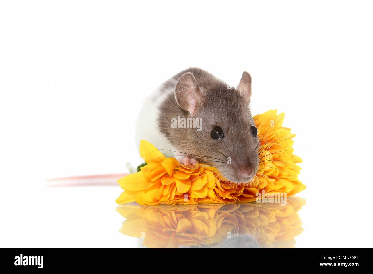 Brown rat cut out hi-res stock photography and images - Alamy