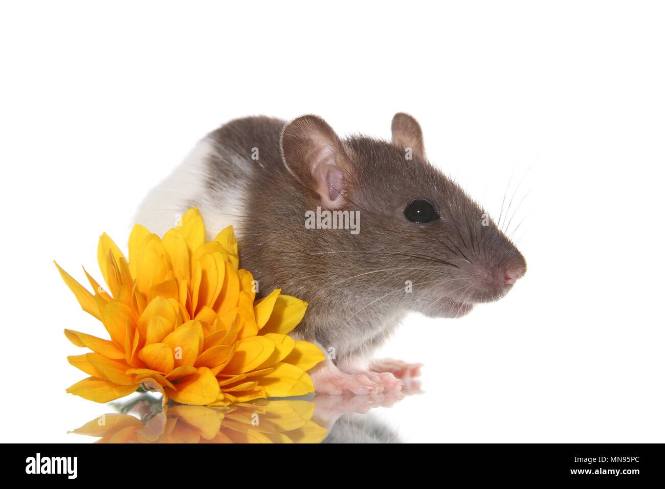 Brown hooded rat hi-res stock photography and images - Alamy