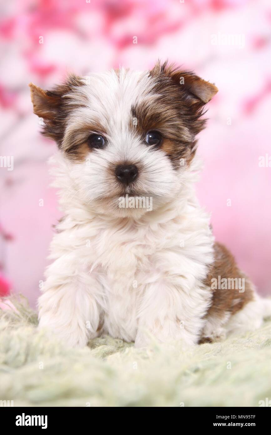 Yorkshire Terrier Puppy Stock Photo - Alamy