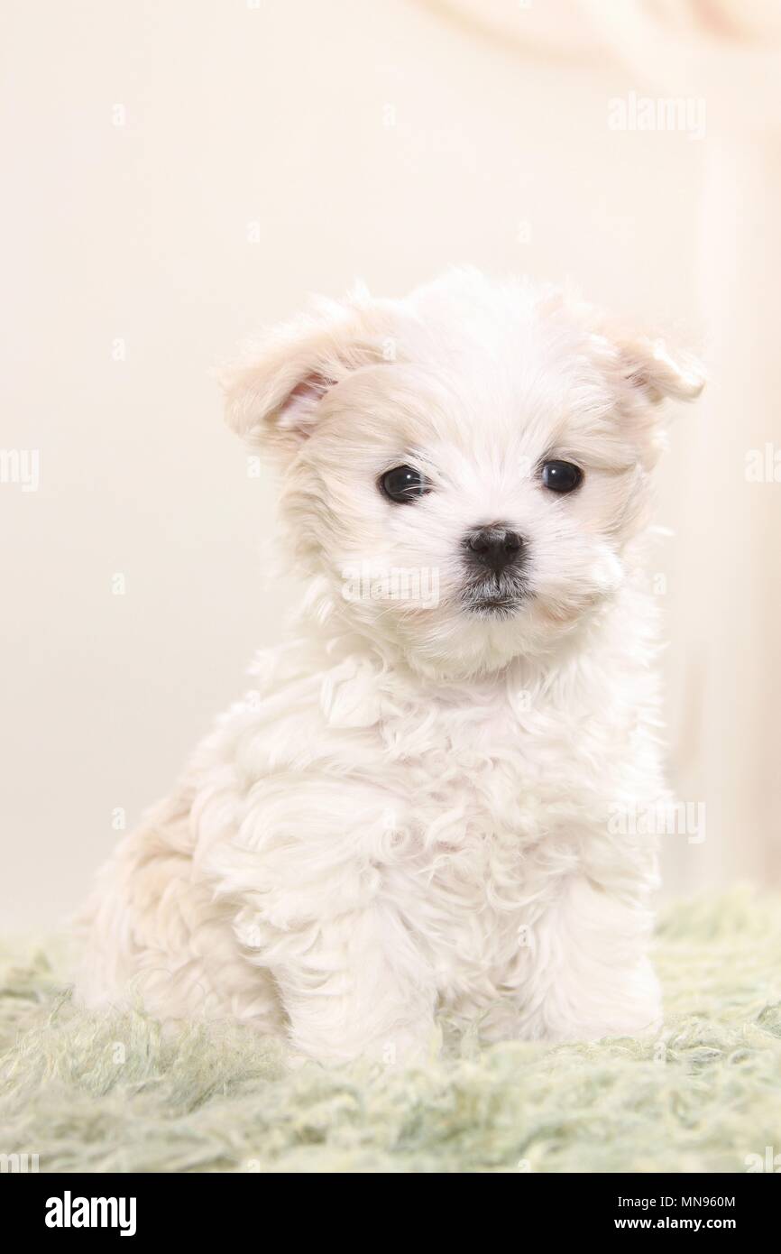 Maltese puppy 6 weeks hi-res stock photography and images - Alamy