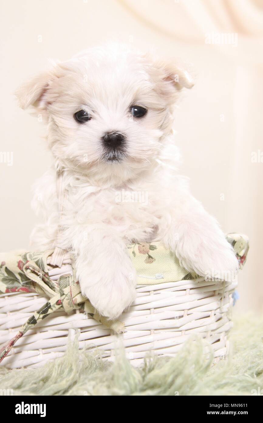 Maltese puppy 6 weeks hi-res stock photography and images - Alamy