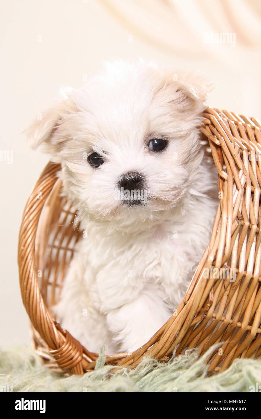Maltese puppy 6 weeks hi-res stock photography and images - Alamy