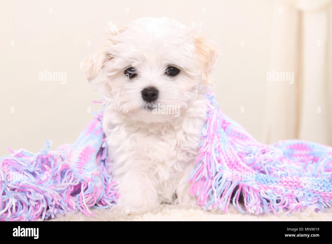 Maltese puppy 6 weeks hi-res stock photography and images - Alamy