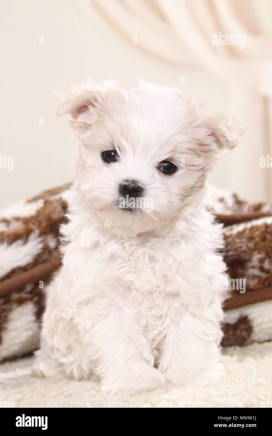 Maltese puppy 6 weeks hi-res stock photography and images - Alamy