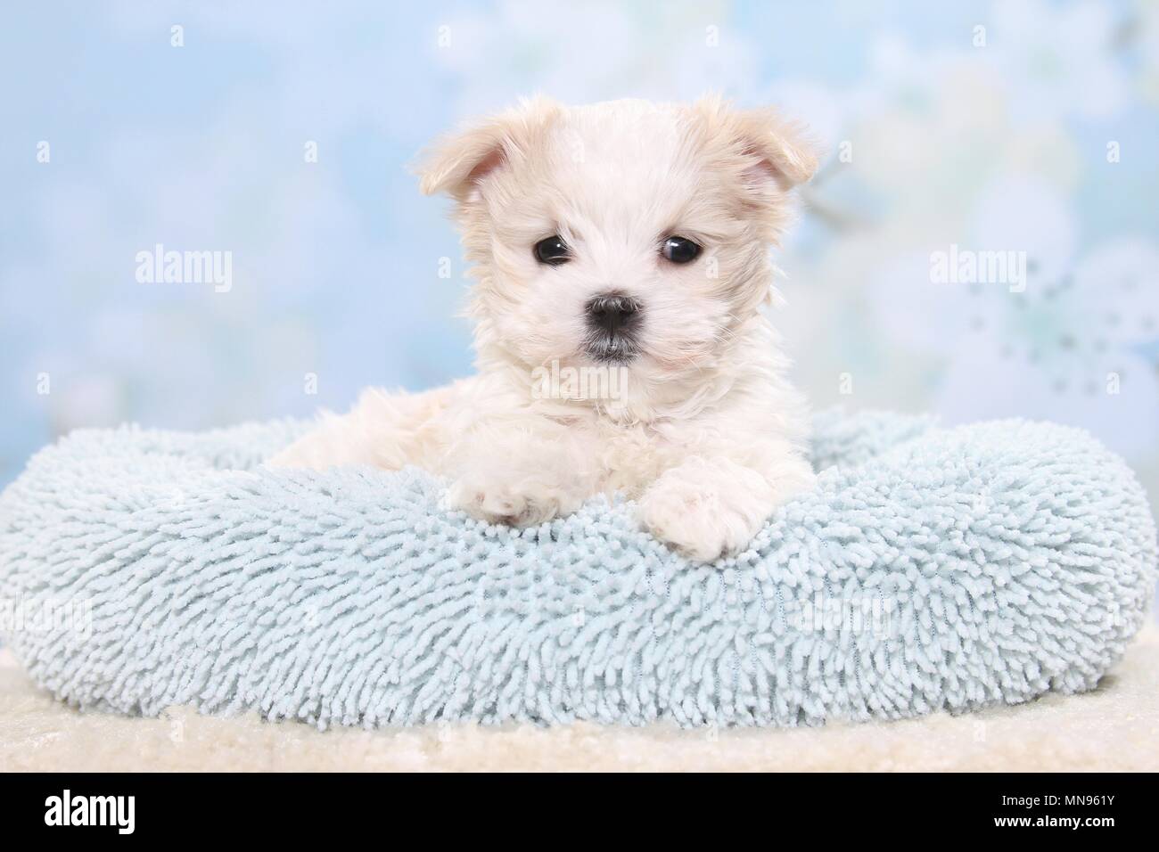 Maltese puppy 6 weeks hi-res stock photography and images - Alamy