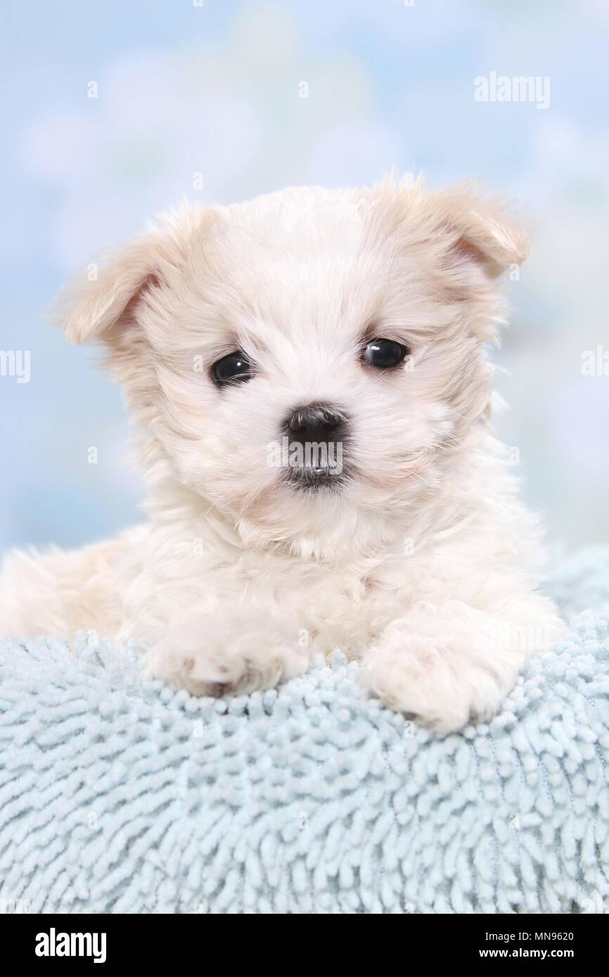 Maltese puppy 6 weeks hi-res stock photography and images - Alamy