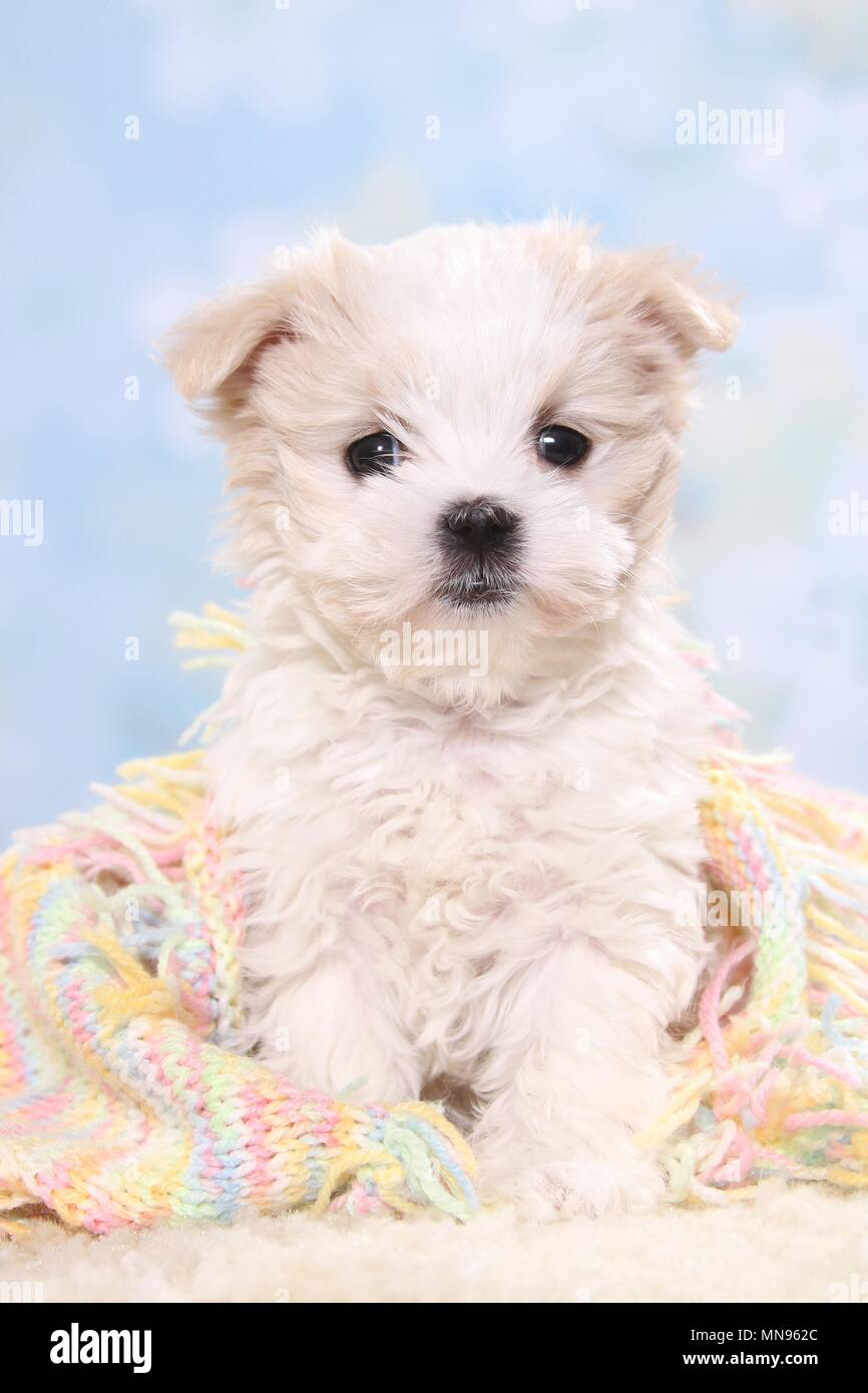 Maltese puppy 6 weeks hi-res stock photography and images - Alamy