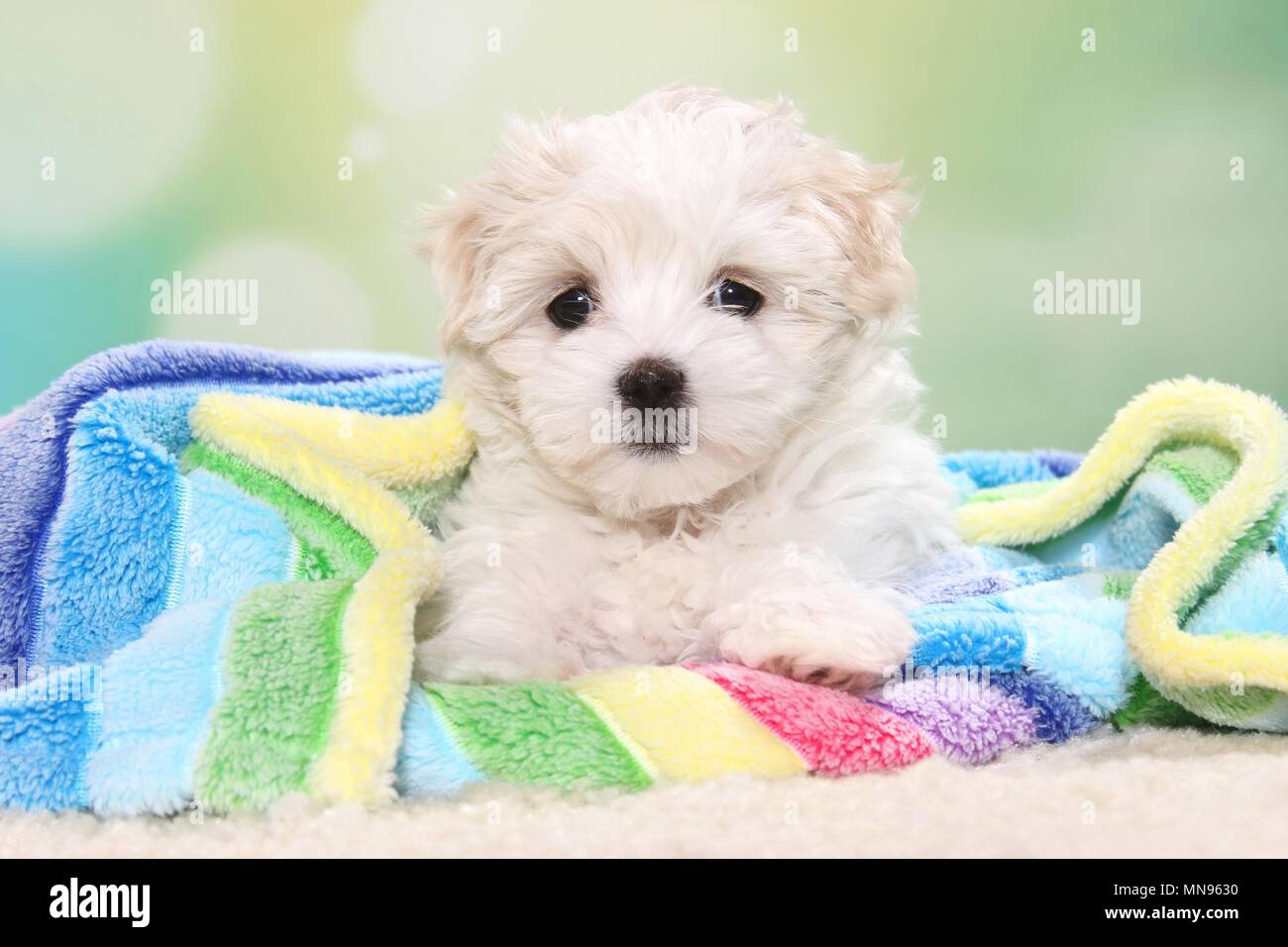 Maltese puppy 6 weeks hi-res stock photography and images - Alamy