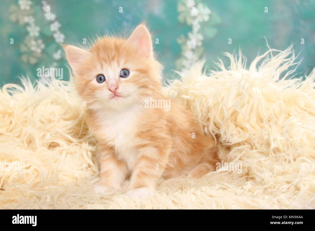 Orange Norwegian Forest Cat Kitten Norwegian Forest Cat | Zooplus